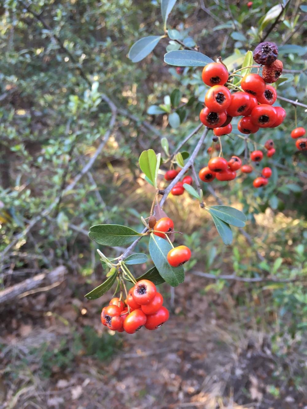 Evergreen, mottled bark, red berries, retuse leaf in the Plant ID forum ...