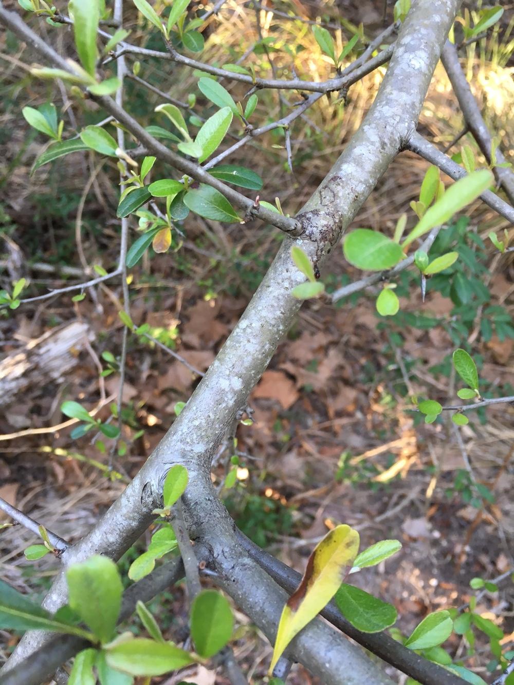 Evergreen, mottled bark, red berries, retuse leaf in the Plant ID forum ...
