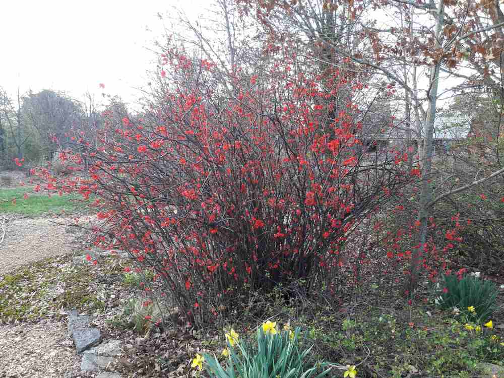 Photo of the entire plant of Flowering Quince (Chaenomeles speciosa ...