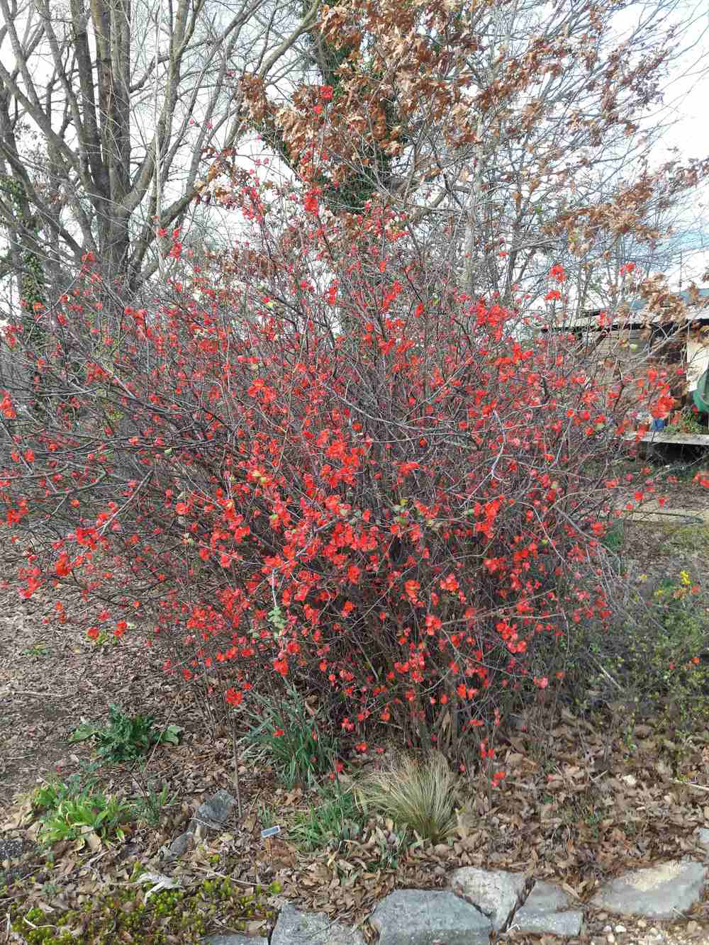 Photo of the entire plant of Flowering Quince (Chaenomeles speciosa ...