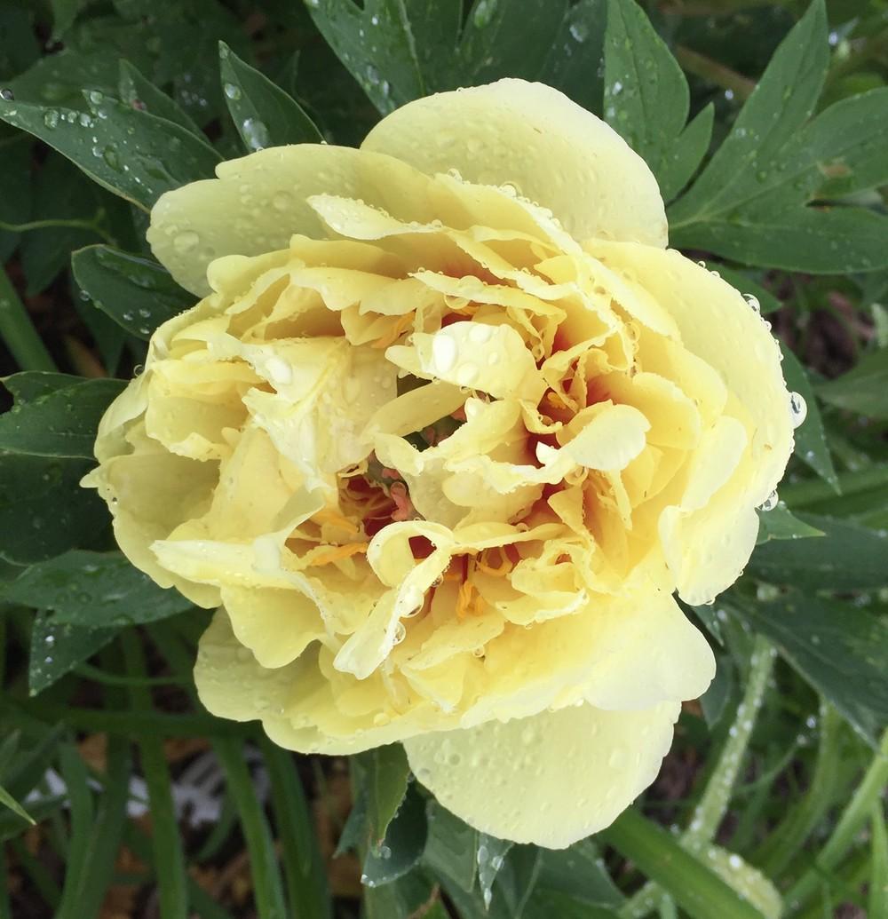 Yellow Peonies you currently are growing. Post your photos! in the ...