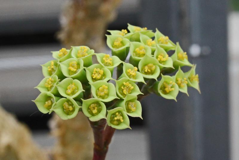 Euphorbia (Euphorbia capuronii) in the Euphorbias Database - Garden.org