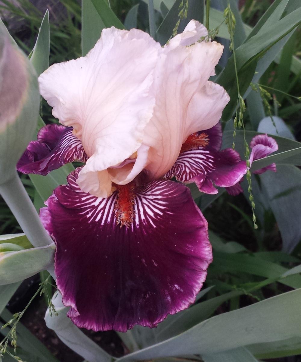 Photo of the bloom of Tall Bearded Iris (Iris 'Taste the Magic') posted by mesospunky - Garden.org