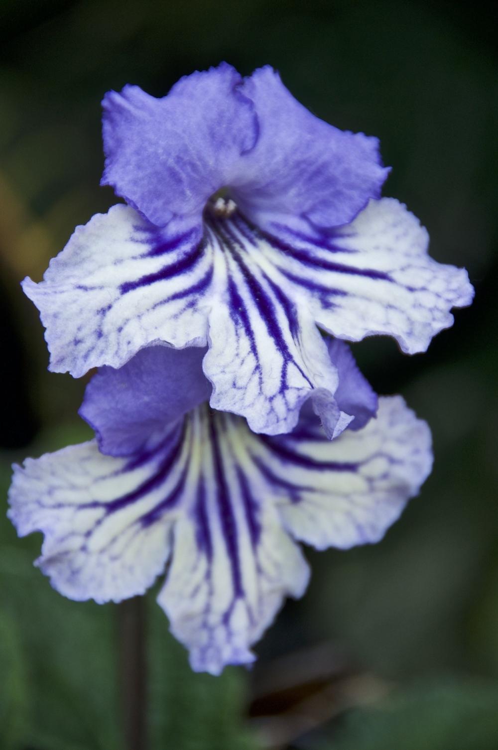 Photo of the bloom of Cape Primrose (Streptocarpus 'Party Pinafore ...