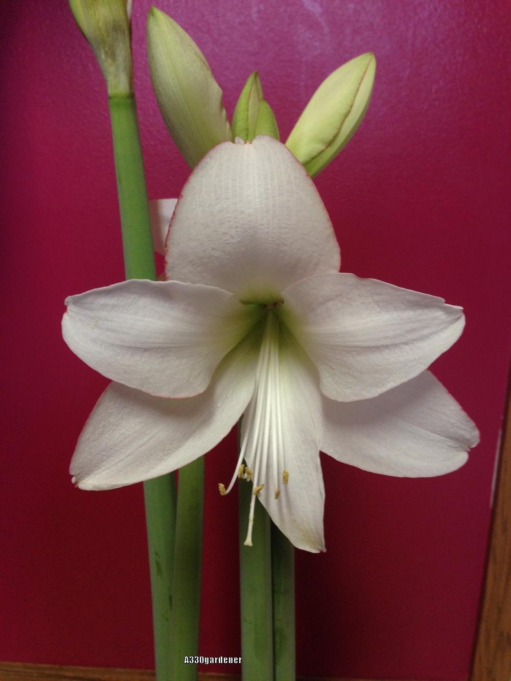 Photo of the bloom of Amaryllis (Hippeastrum 'Picotee') posted by ...