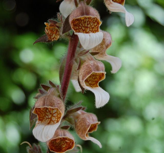 Photo of the fruit of Grecian Foxglove (Digitalis lanata) posted by ...