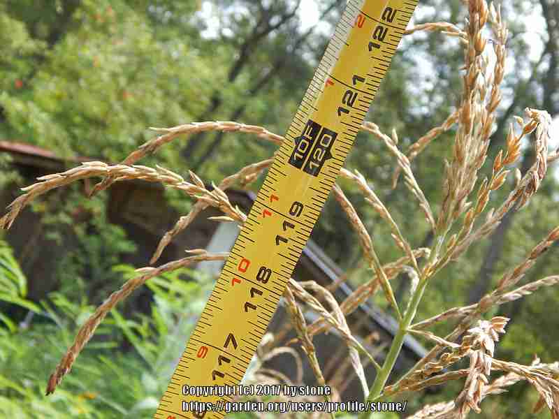 Indian Corn in the Ask a Question forum - Garden.org