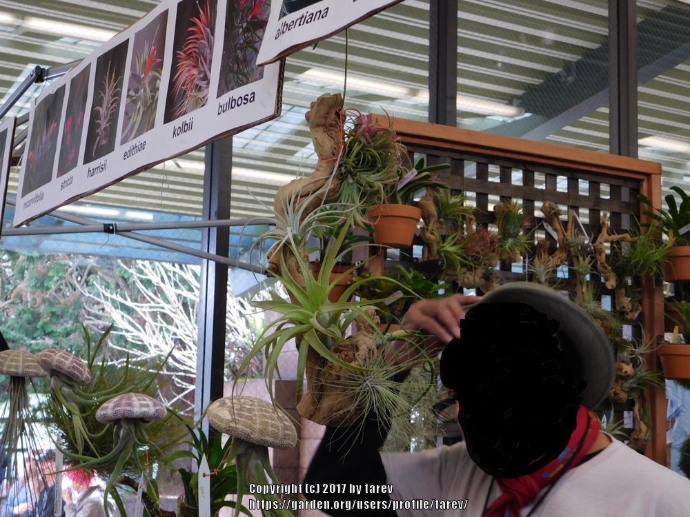Air Plants - Epiphytes - Show and Tell in the Houseplants forum ...
