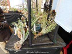 Air Plants - Epiphytes - Show and Tell in the Houseplants forum ...