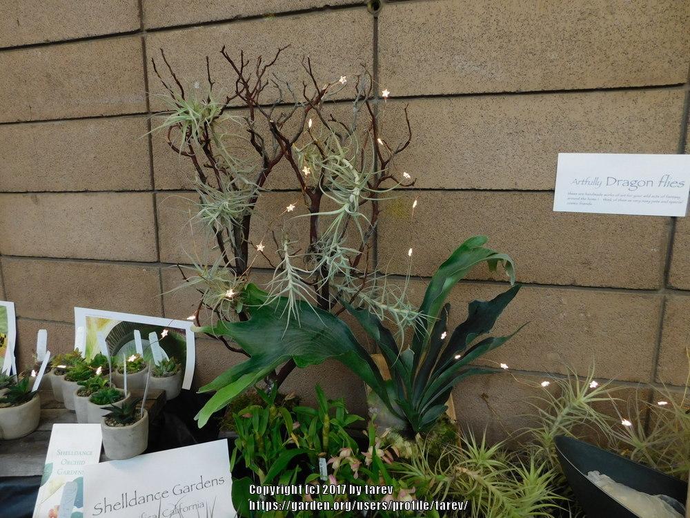 Air Plants - Epiphytes - Show and Tell in the Houseplants forum ...