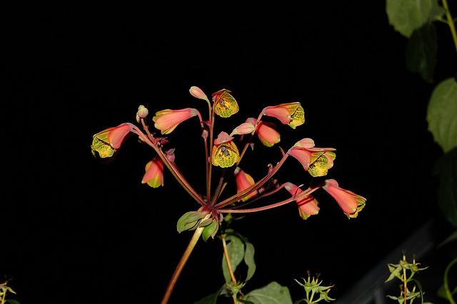 Bomarea (Bomarea edulis) - Garden.org