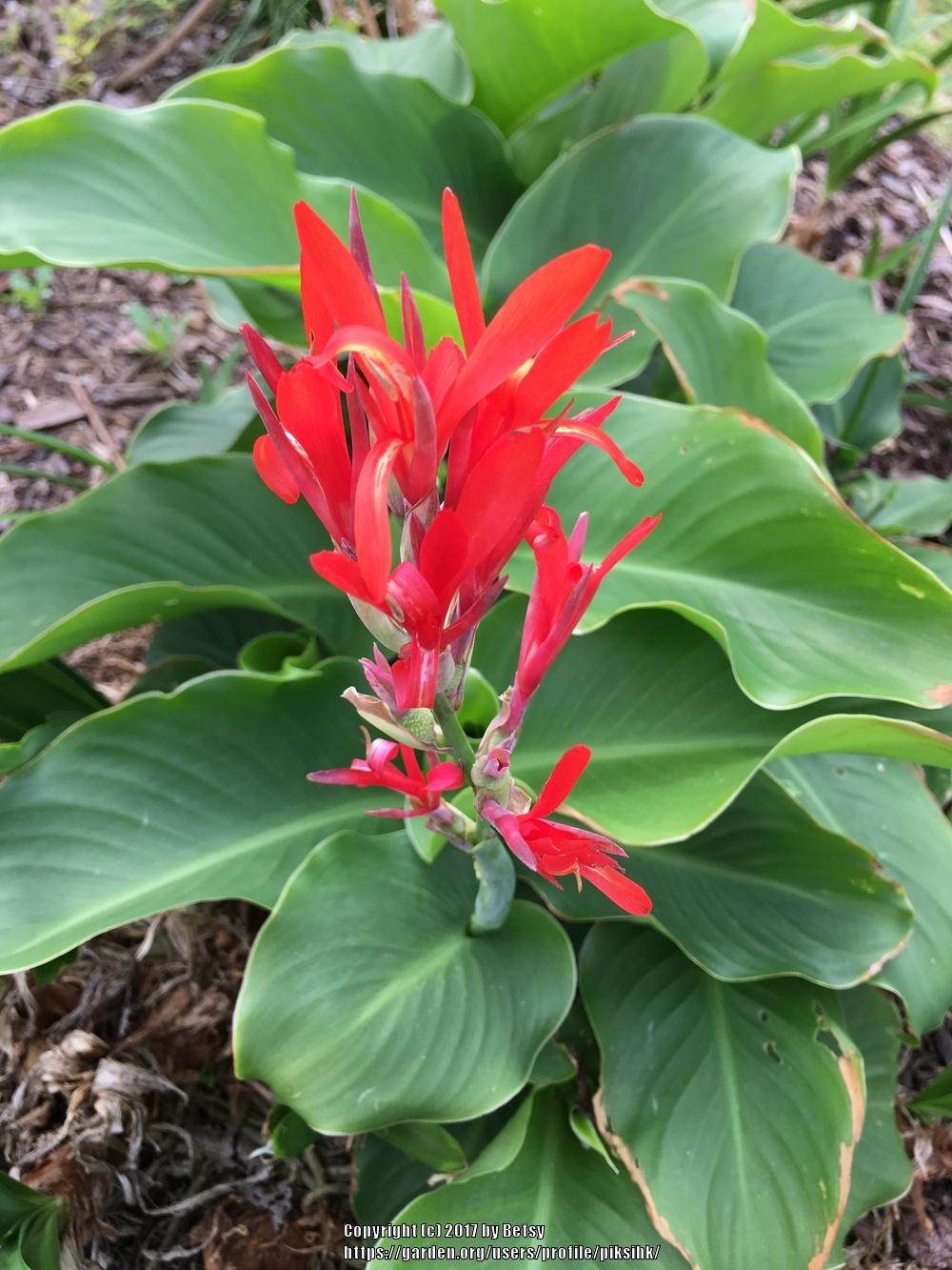 Photo of the entire plant of Canna Lily (Canna indica) posted by ...
