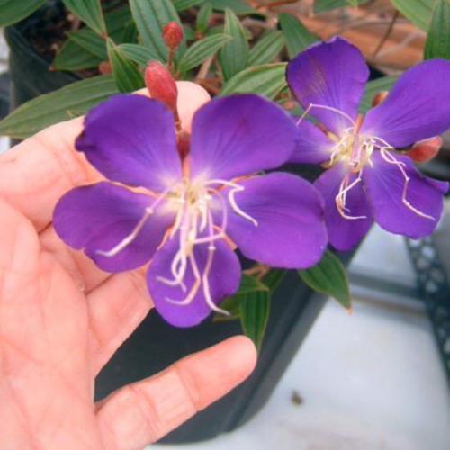 Princess Flower (Pleroma semidecandrum) - Garden.org