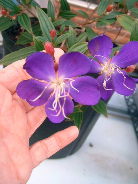 Princess Flower (Pleroma semidecandrum) - Garden.org