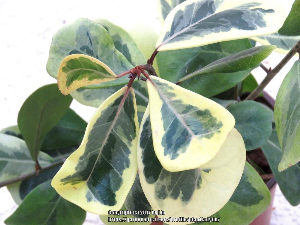Photo of the leaves of Triangle Fig (Ficus natalensis subsp. leprieurii ...