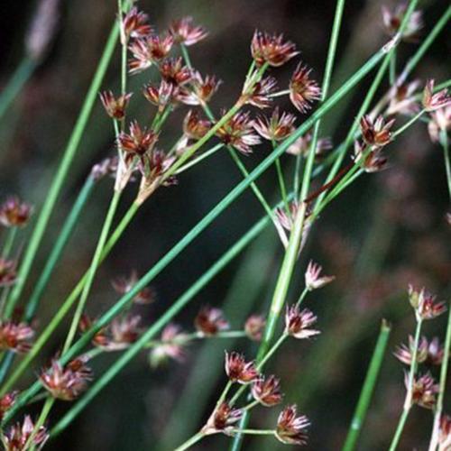 Tapertip Rush (Juncus acuminatus) - Garden.org