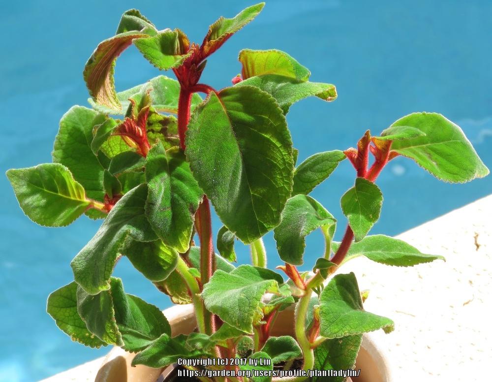 Photo of the entire plant of Pearcea (Pearcea abunda 'Rendez Vous ...