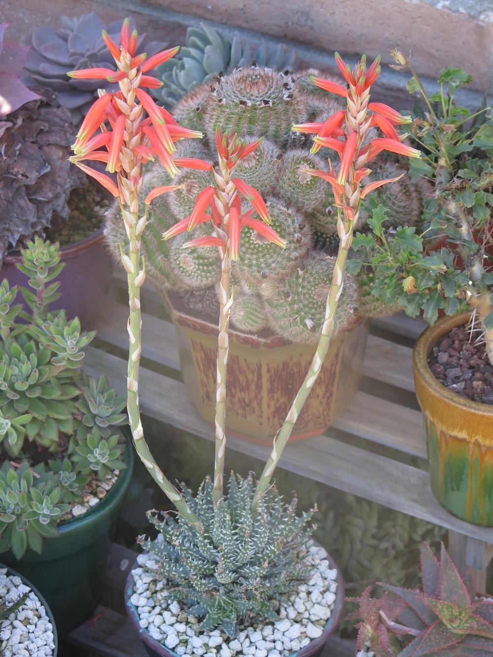 Photo of the entire plant of Spider Aloe (Aloe humilis) posted by Baja ...