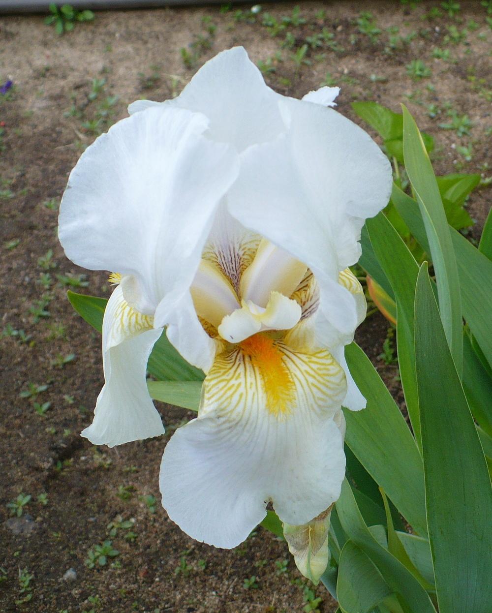 Tall Bearded Iris (Iris 'Gudrun') in the Irises Database - Garden.org