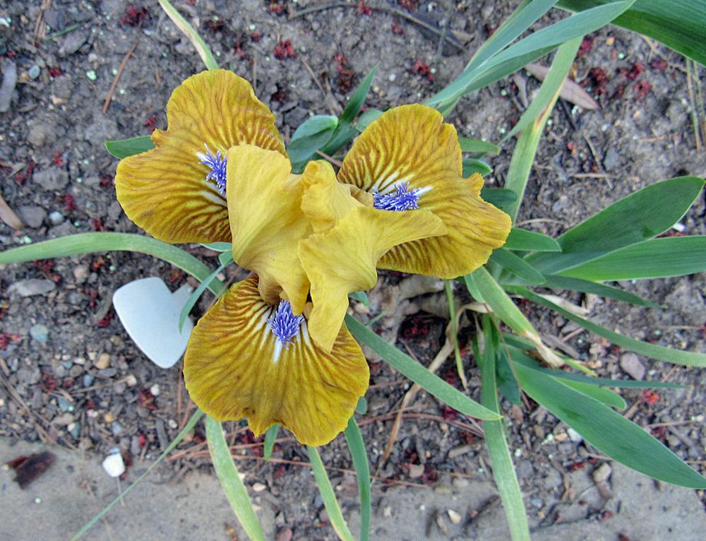 Photo of the entire plant of Standard Dwarf Bearded Iris (Iris ...