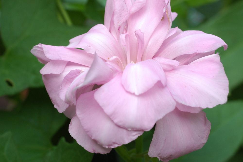 Photo of the bloom of Downy Calystegia (Calystegia pubescens) posted by ...