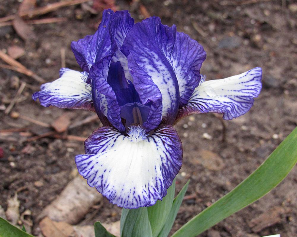 Carolina Iris season 2017 - Let the blooms begin! in the Irises forum ...
