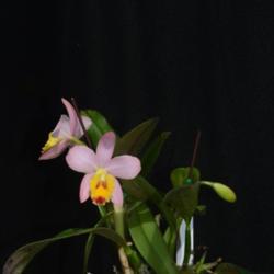 Orchid (Cattleya Crystelle Smith) - Garden.org