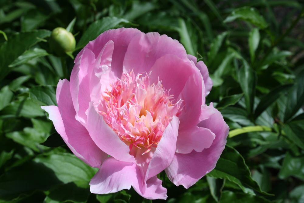 Peony ID in the Peonies forum - Garden.org