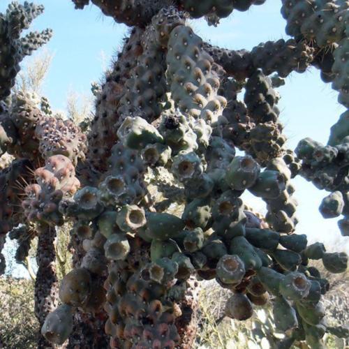 Chain Fruit Cholla (Cylindropuntia fulgida var. mamillata) in the ...