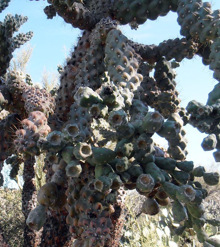 Photo of the stem, scape, stalk or bark of Chain Fruit Cholla ...