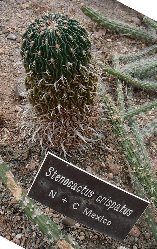 Photo of the entire plant of Long-Spined Permanent Wave Cactus ...