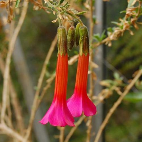 Sacred Flower of the Incas (Cantua buxifolia) - Garden.org