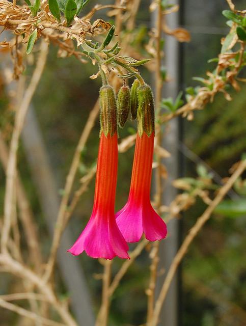 Photo of the bloom of Sacred Flower of the Incas (Cantua buxifolia ...