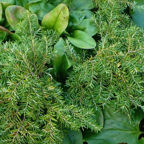 Dwarf Eastern Hemlock (Tsuga canadensis 'Jeddeloh') - Garden.org