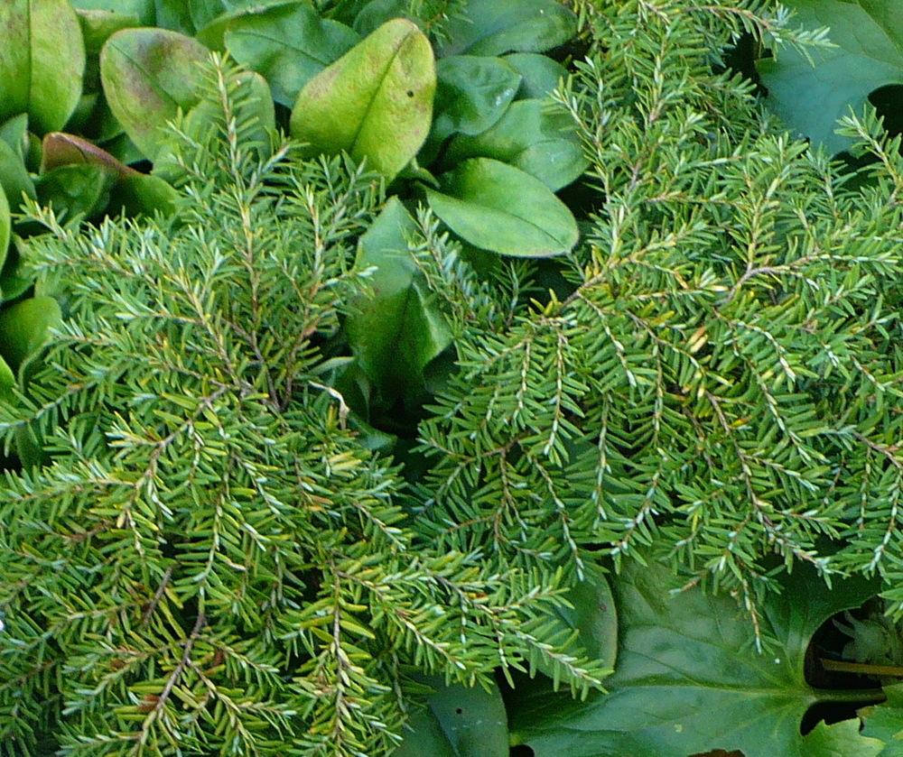 Dwarf Eastern Hemlock (Tsuga canadensis 'Jeddeloh') - Garden.org