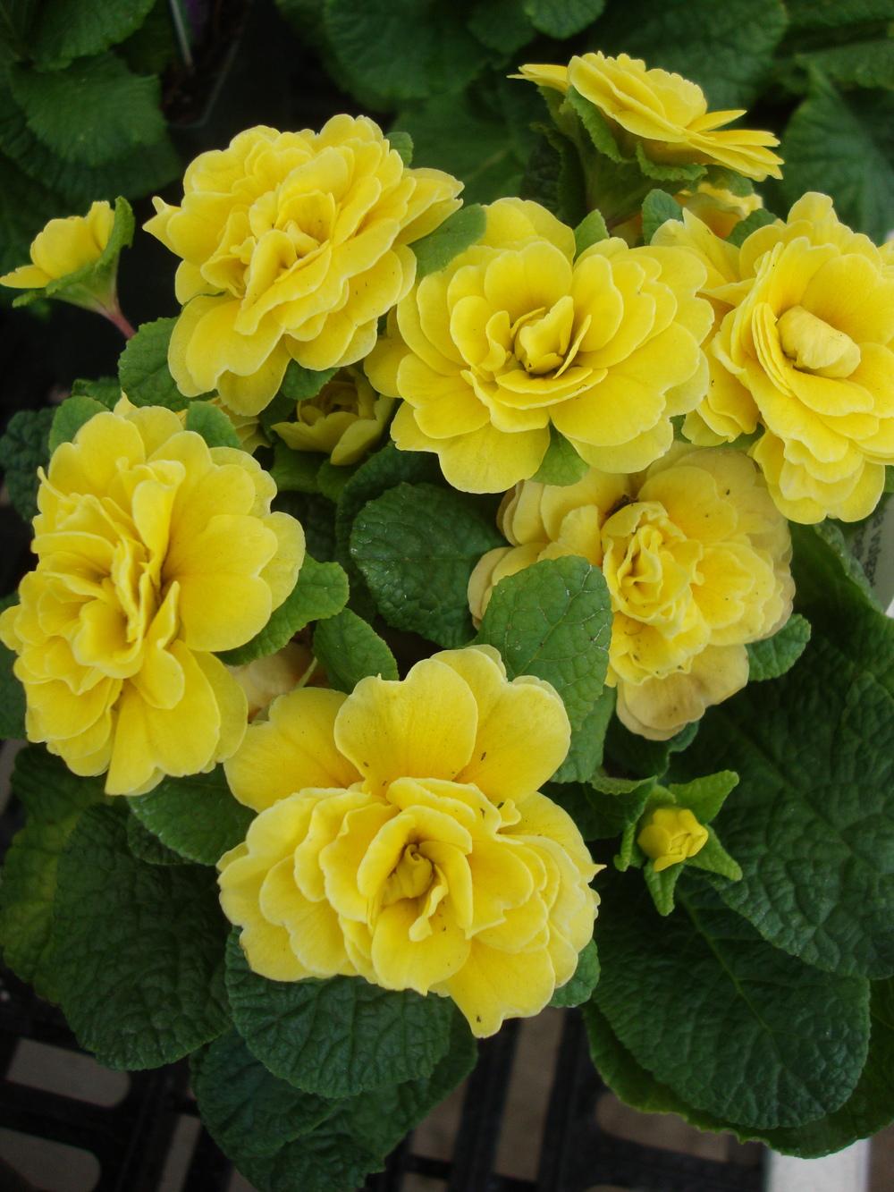 Primula Belarina Buttercup