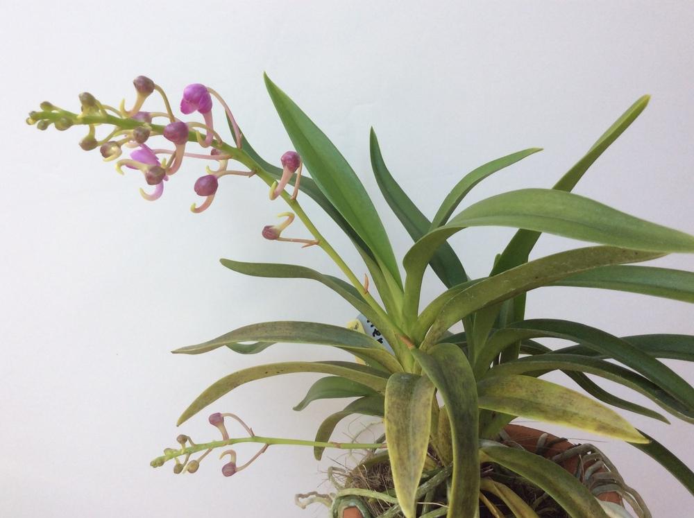 Our Orchid blooms in March 2017 in the Orchids forum - Garden.org