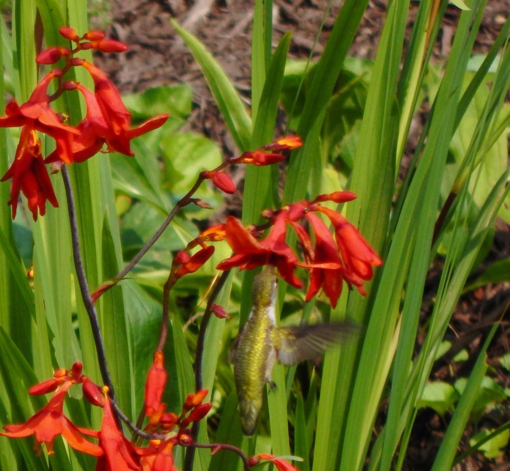 Crocosmias: Plant Care and Collection of Varieties - Garden.org
