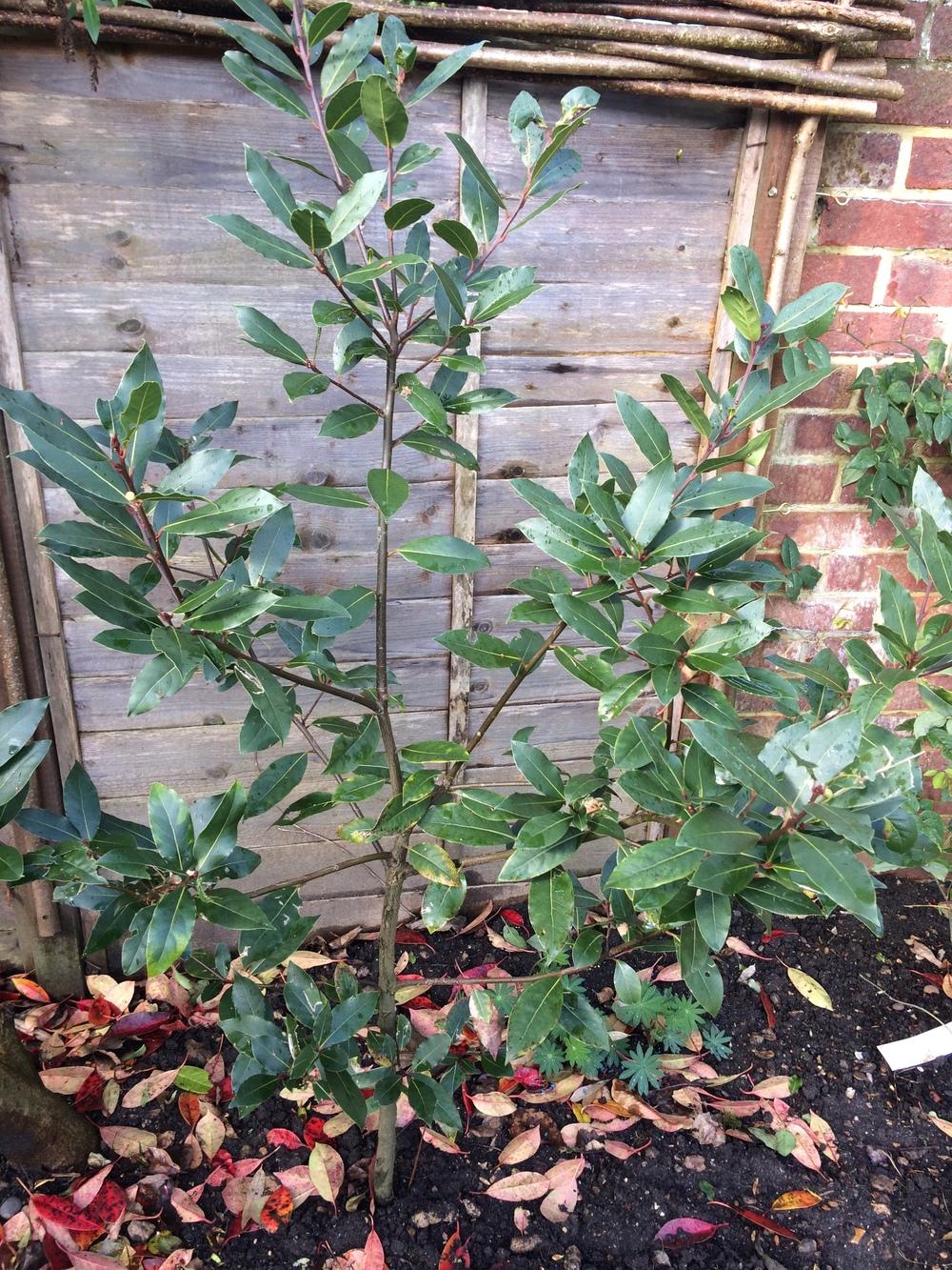 Is this a bay tree? in the Plant ID forum - Garden.org