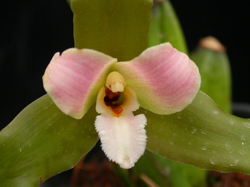 Orchid (Lycaste schilleriana) - Garden.org