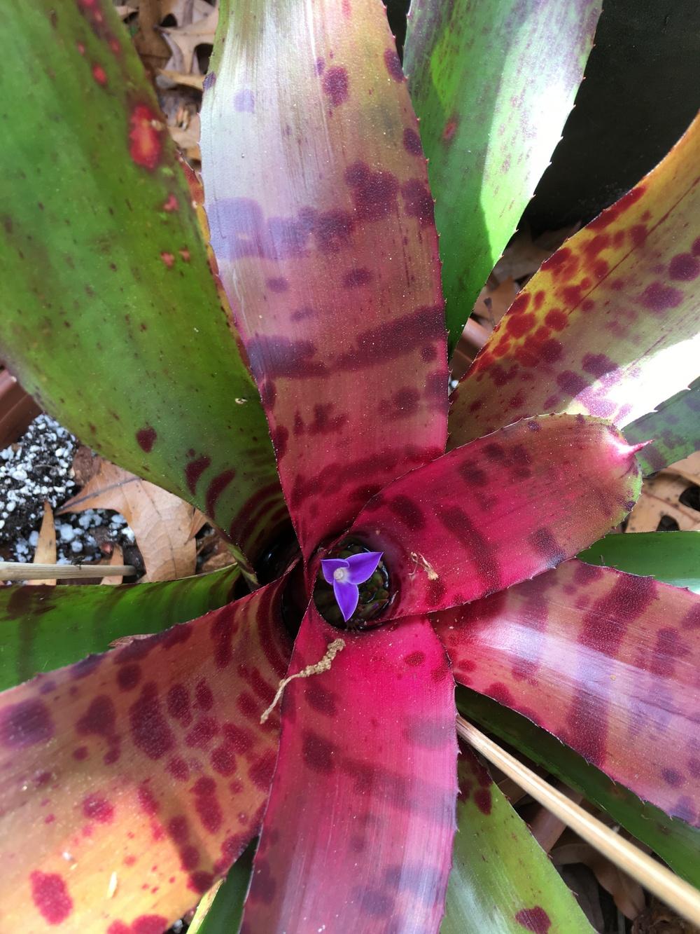 Photo of the bloom of Neoregelia 'Blushing Tiger' posted by sunkissed ...