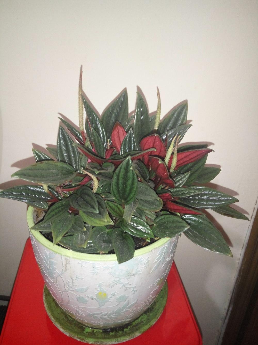 Photo of the entire plant of Emerald Ripple Peperomia (Peperomia ...