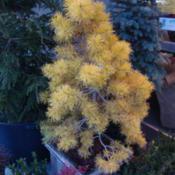 Photo of the entire plant of Dwarf Lodgepole Pine (Pinus contorta var ...