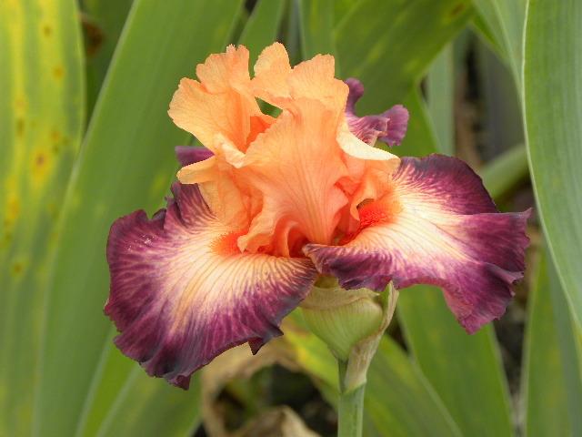 Photo of the bloom of Border Bearded Iris (Iris 'Wisecrack') posted by ...