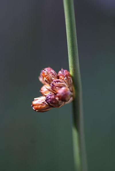 Arctic Rush (Juncus arcticus) - Garden.org