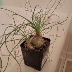 Photo of the bulb of Albuca polyphylla posted by Hamwild - Garden.org