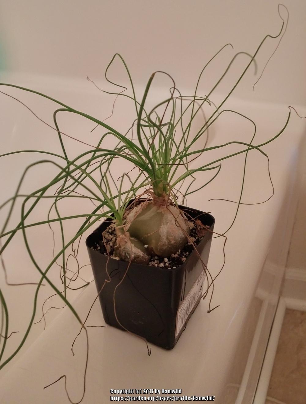Albuca polyphylla - Garden.org