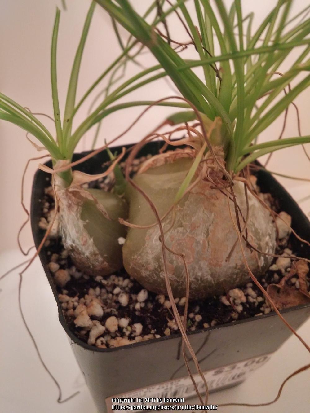 Photo of the bulb of Albuca polyphylla posted by Hamwild - Garden.org