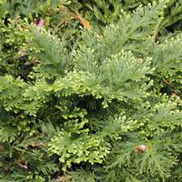Photo of the entire plant of Sweat Plant (Selaginella pallescens ...