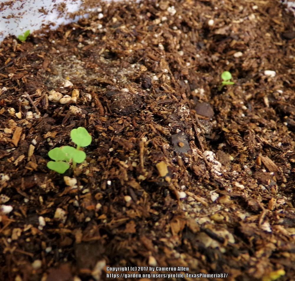Photo of the seedling or young plant of Desert Globemallow (Sphaeralcea ...